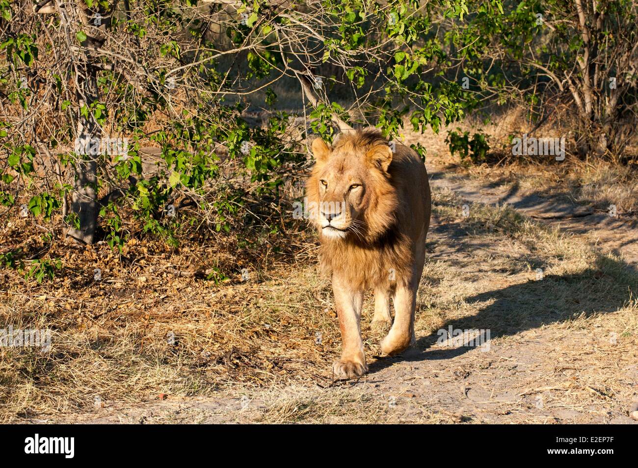 Botswana, Okavango Delta, Moremi Game Reserve, Chief Island, Lion ...