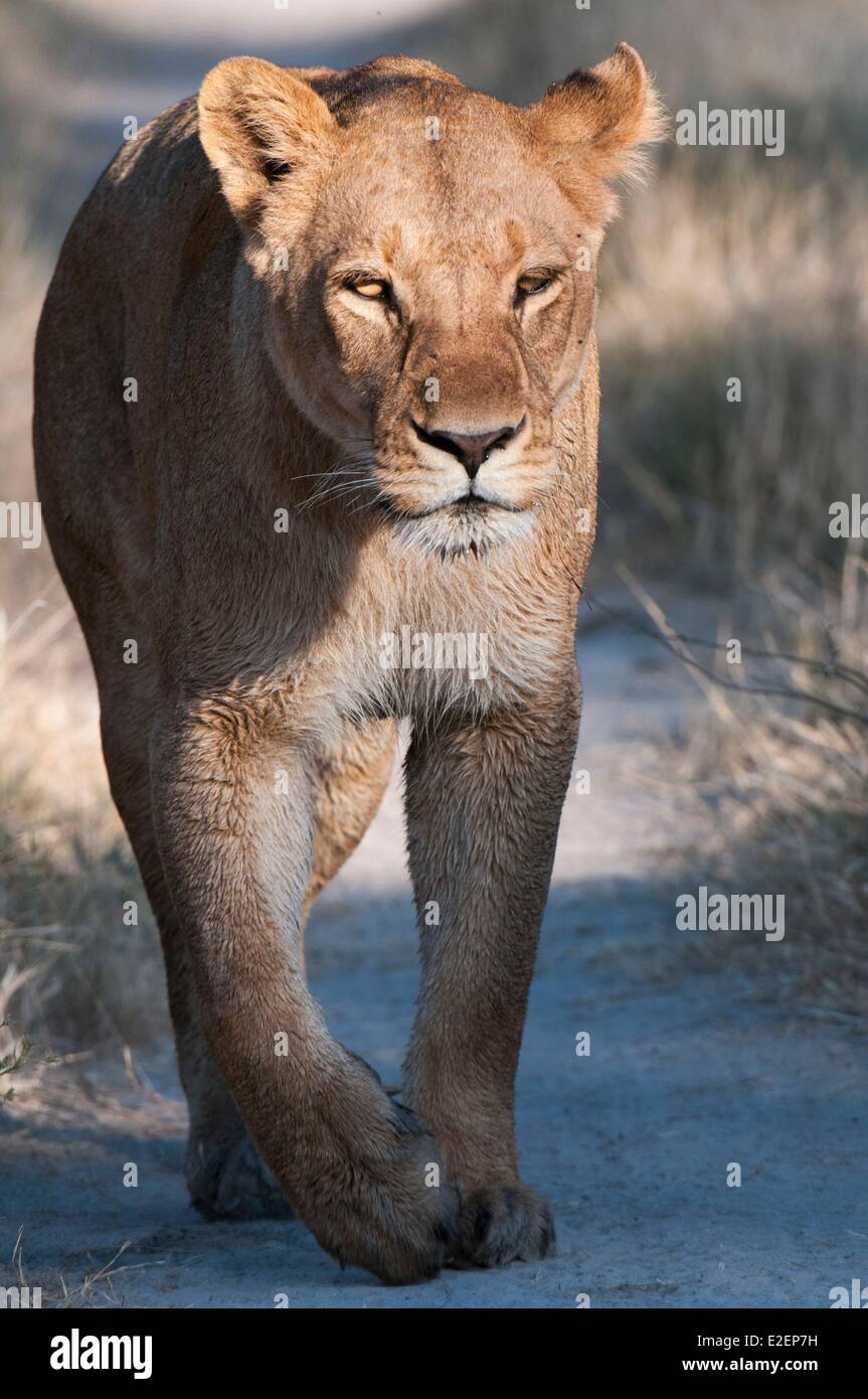 Botswana, Okavango Delta, Moremi Game Reserve, Chief Island, Lioness ...