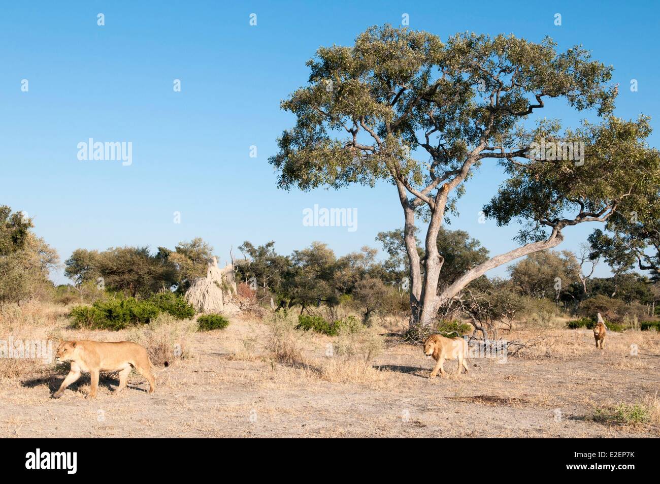 Botswana, Okavango Delta, Moremi Game Reserve, Chief Island, Lions ...