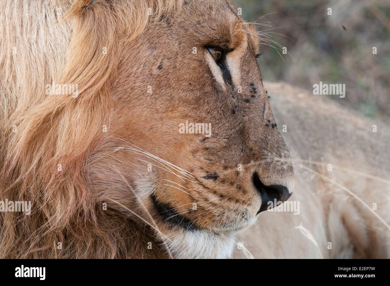 Botswana, Okavango Delta, Moremi Game Reserve, Chief Island, Lion ...