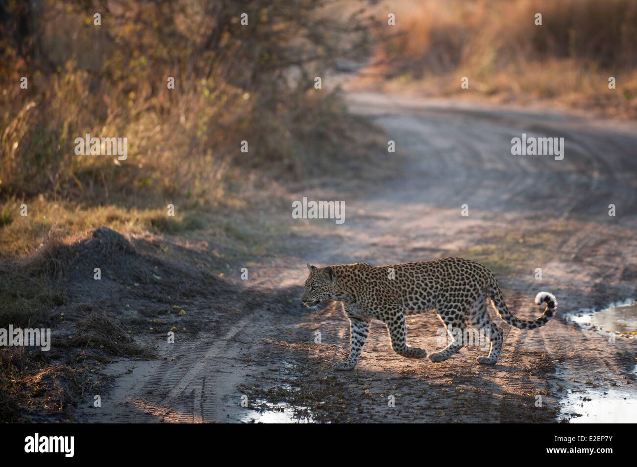 Botswana, Okavango Delta, Moremi Game Reserve, Chief Island, Leopard ...
