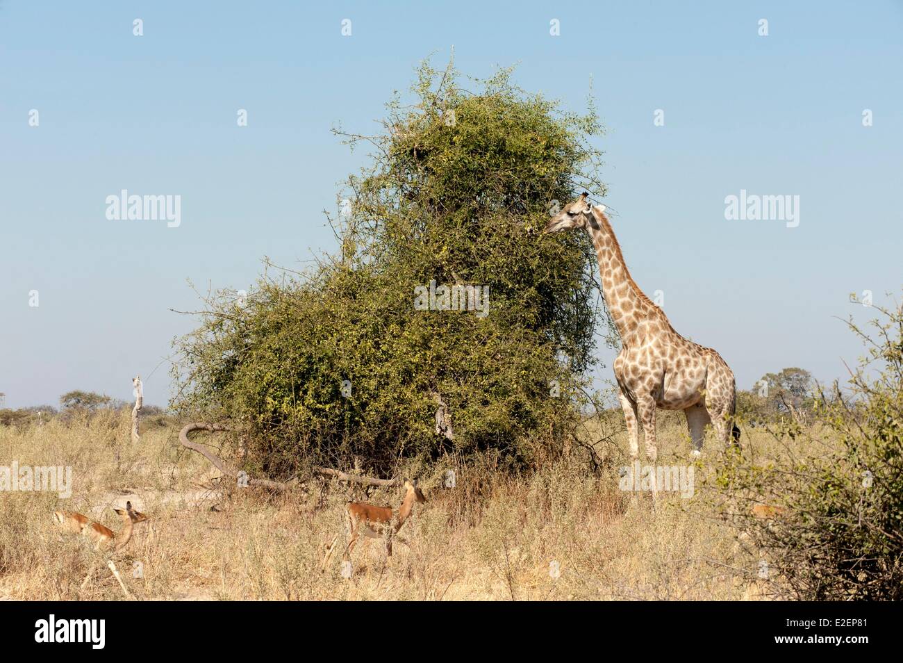 Botswana, Okavango Delta, Moremi Game Reserve, Chief Island, Southern ...