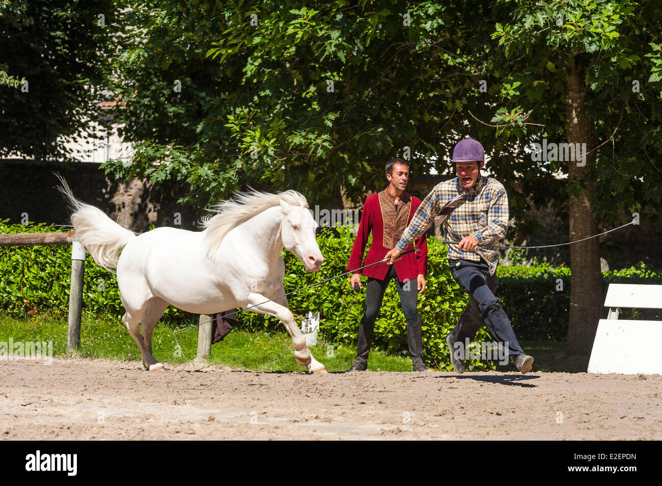 Haras de la vendee hi-res stock photography and images - Alamy