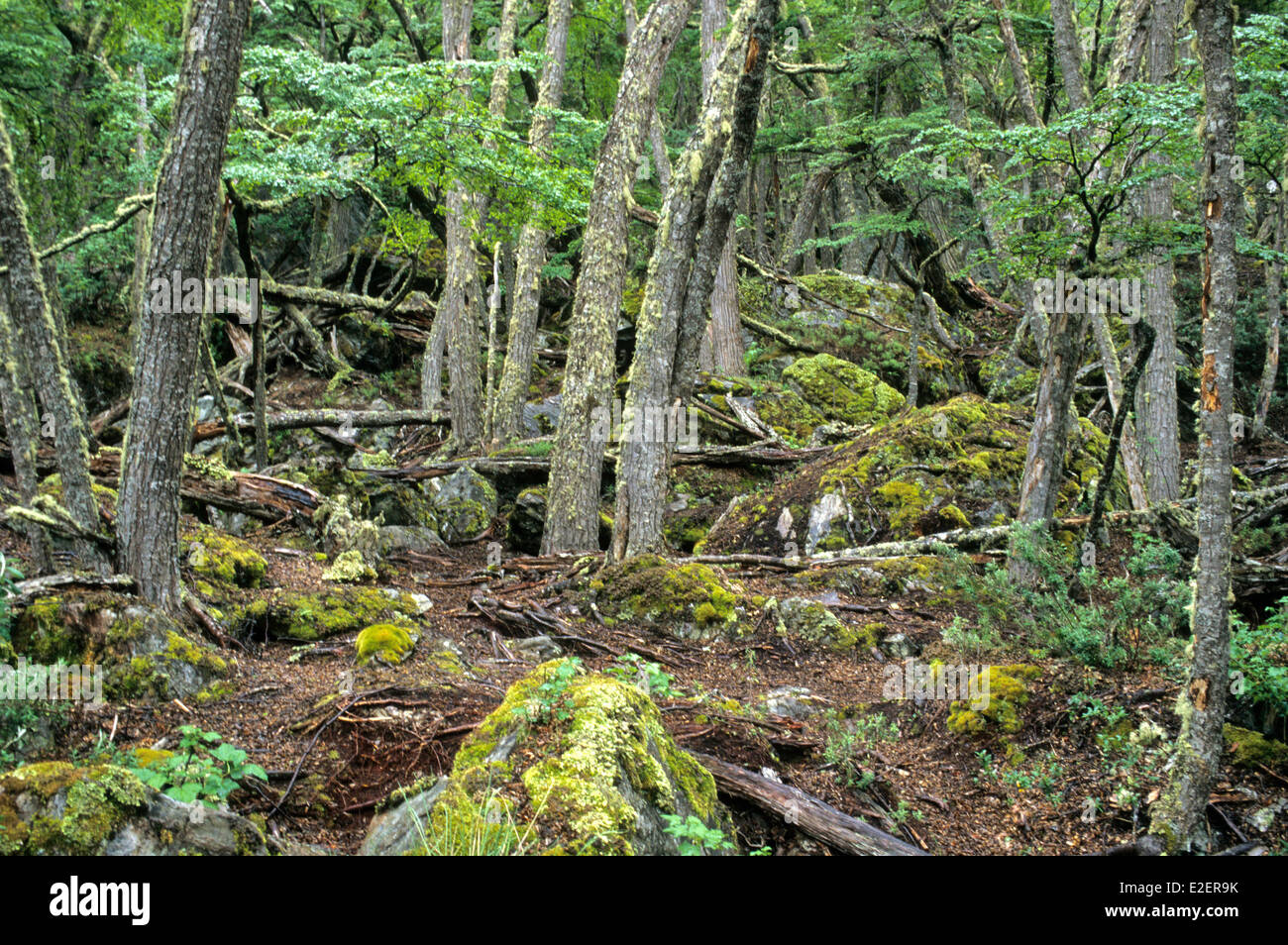 Argentina, Tierra del Fuego province, Nothofagus (beech tree) forest in ...
