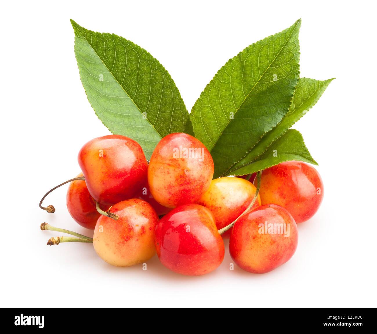 Cherry red leaves hi-res stock photography and images - Alamy