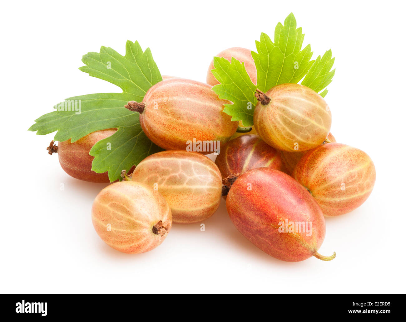 Gooseberry leaves hi-res stock photography and images - Alamy