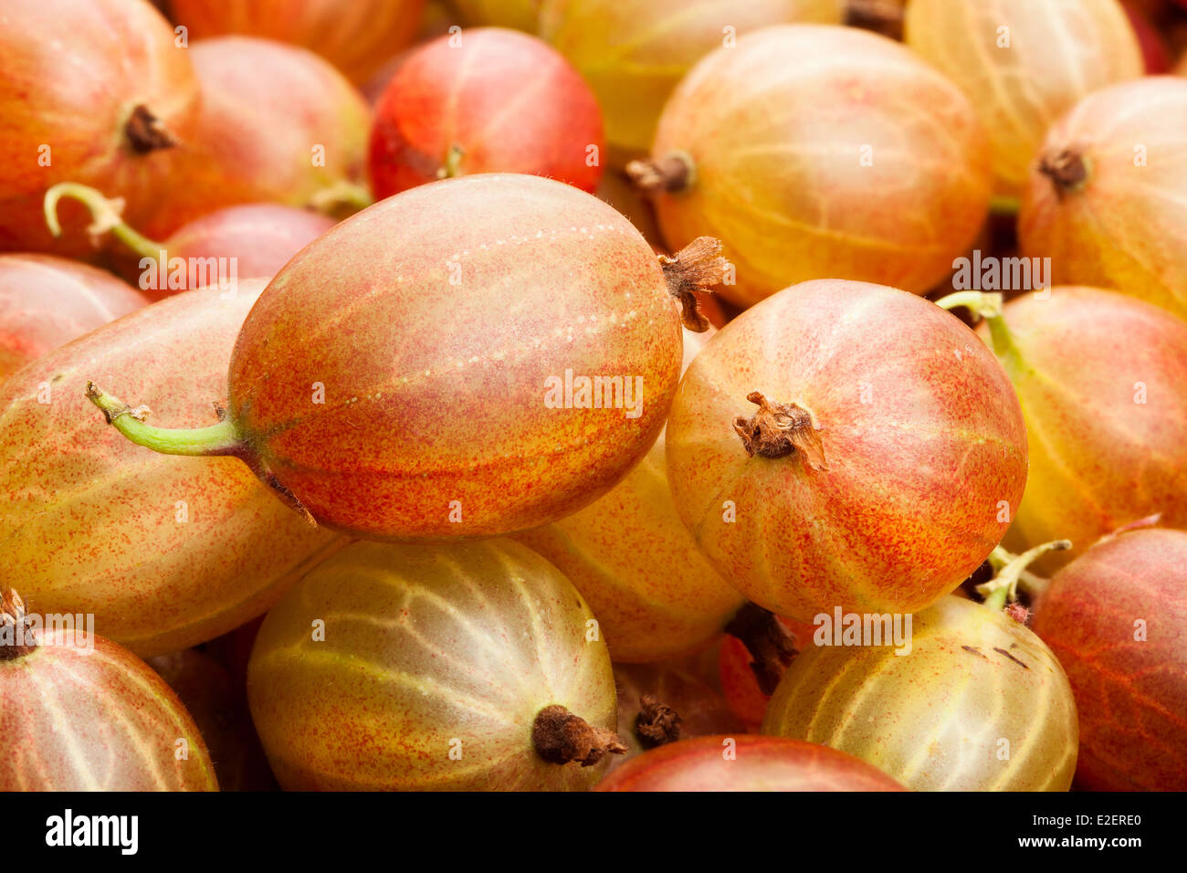Gooseberry hi-res stock photography and images - Alamy