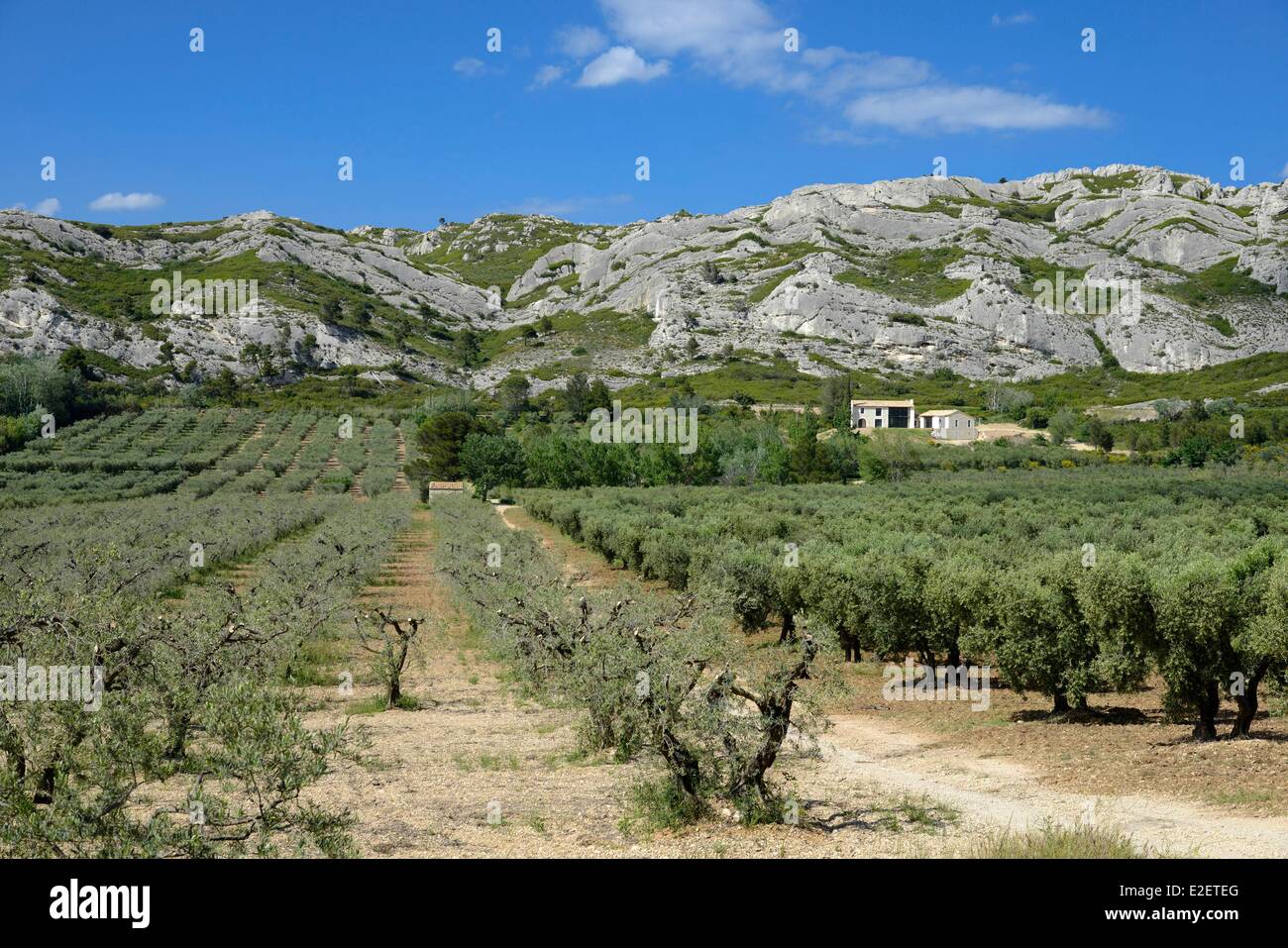 France Bouches du Rhone Maussane les Alpilles fields of olive trees ...