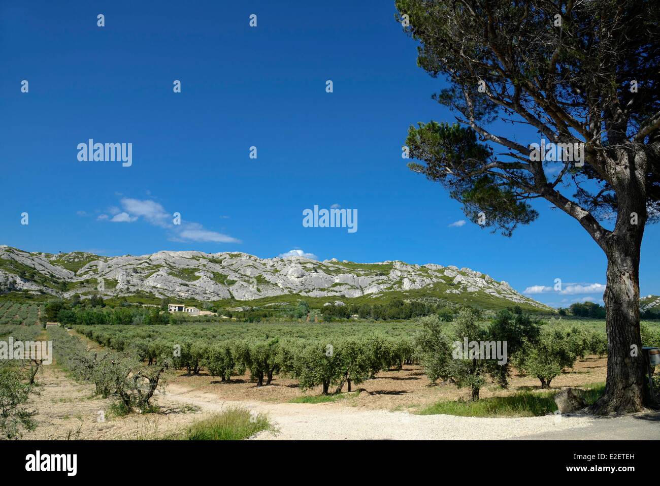 France Bouches du Rhone Maussane les Alpilles path in one fields of ...