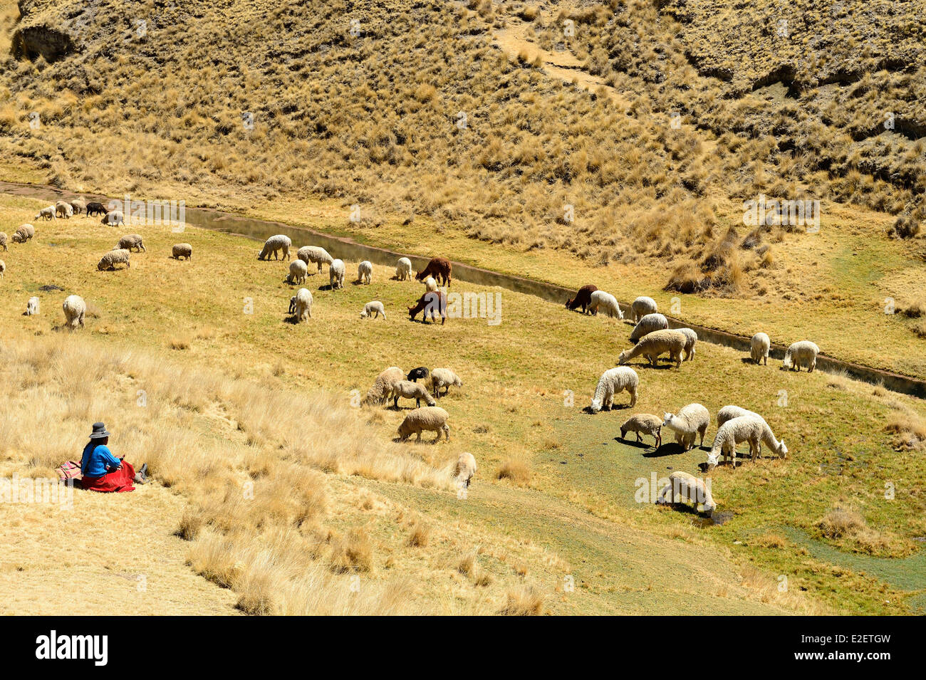 Peru, Arequipa province, Caylloma, Peruvian woman keeping his herd of ...
