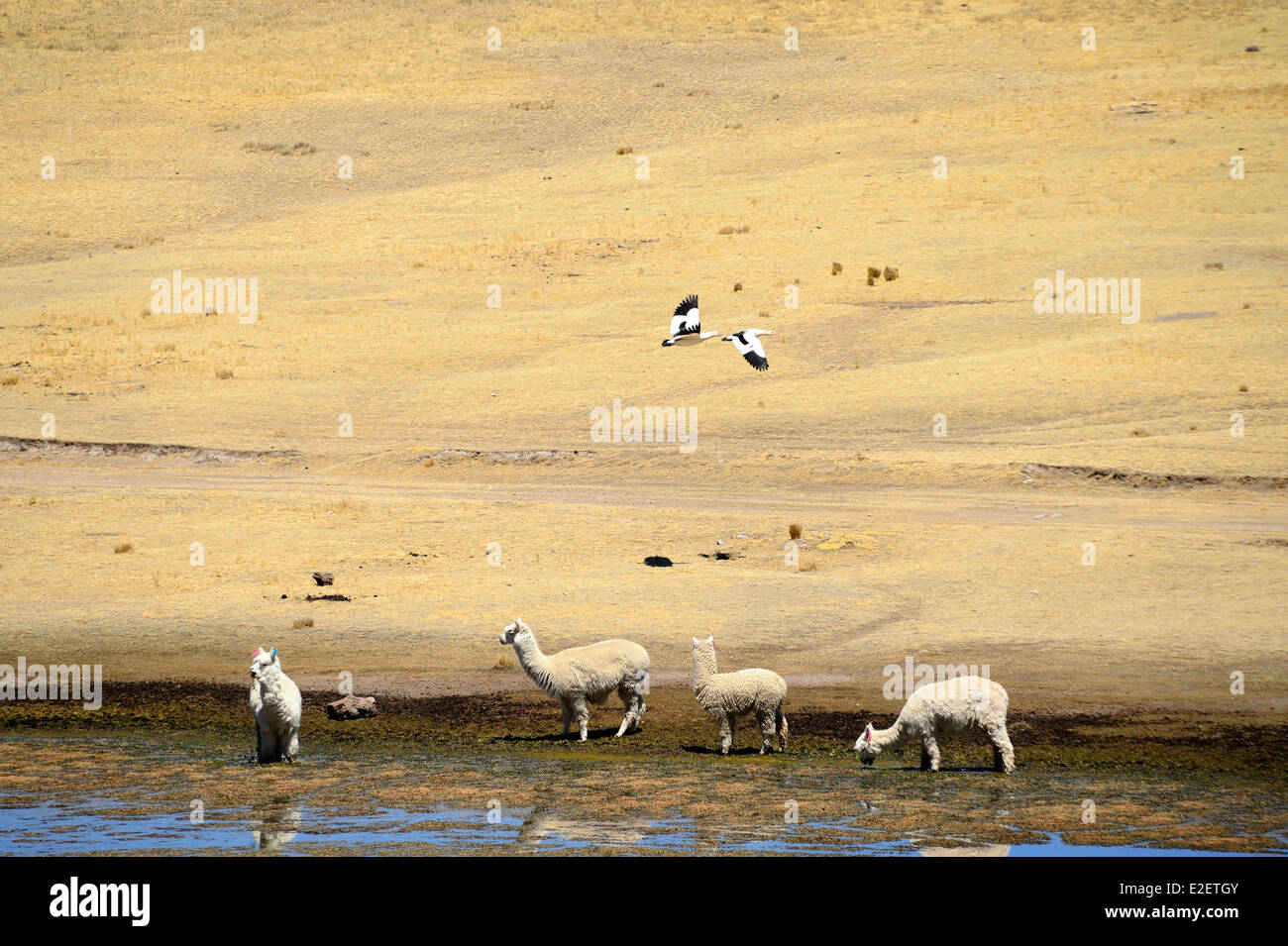 Peru, Arequipa province, Chivay, Mismi volcano (5597 m), Andean goose ...