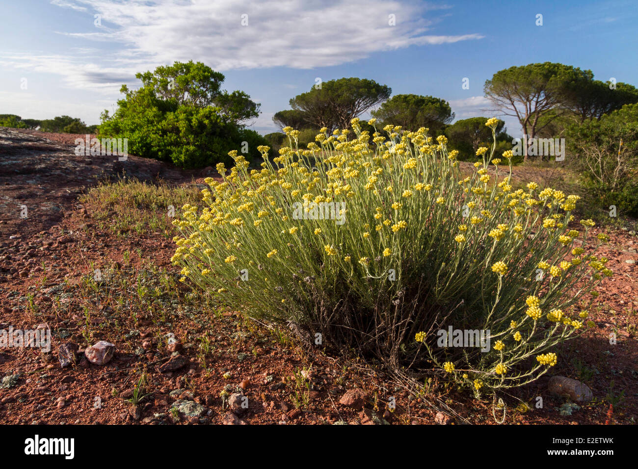 Immortelle tree hi-res stock photography and images - Alamy