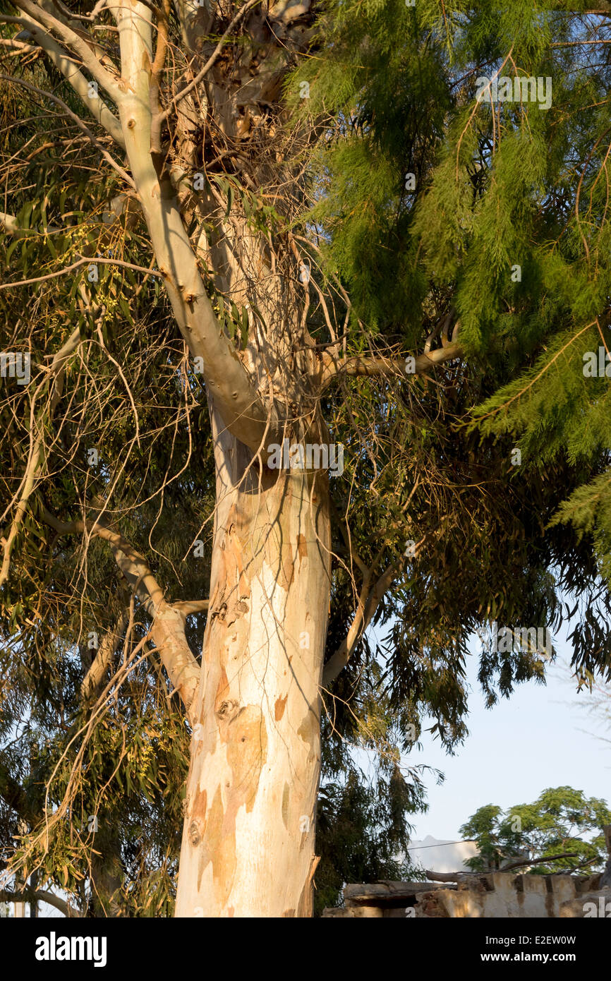 Bodrum, Turkey, plane tree Stock Photo - Alamy