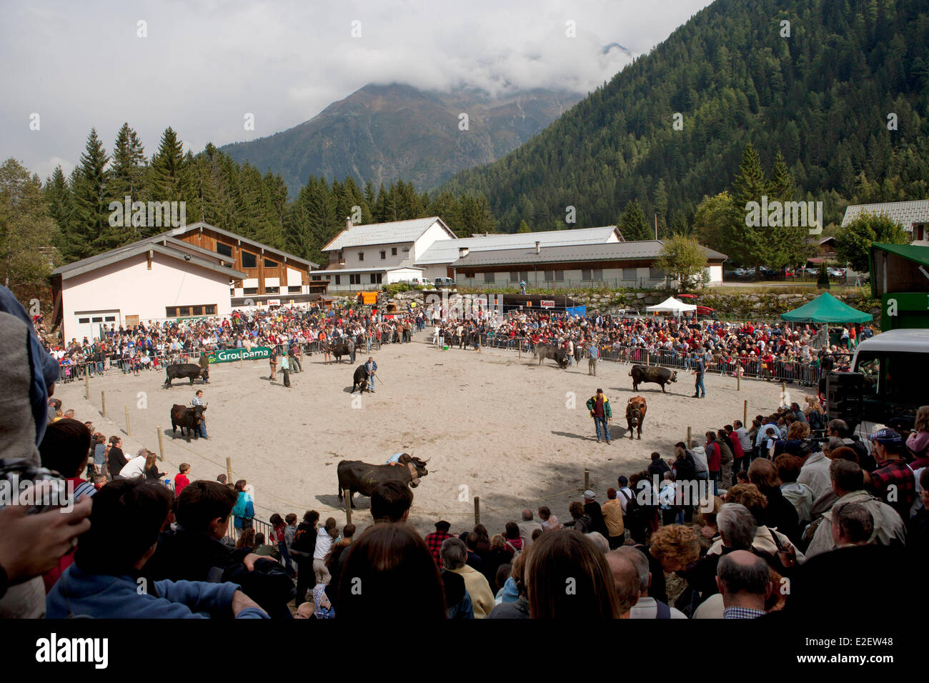 France, Haute Savoie, Chamonix Mont Blanc, Chamonix village, cow ...