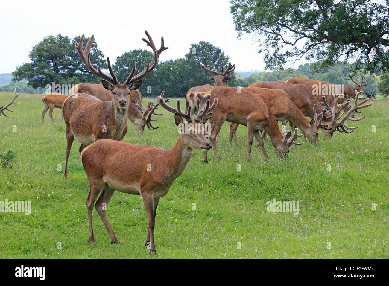 Richmond Park Surrey, England UK. 19th June 2014. A large herd of ...