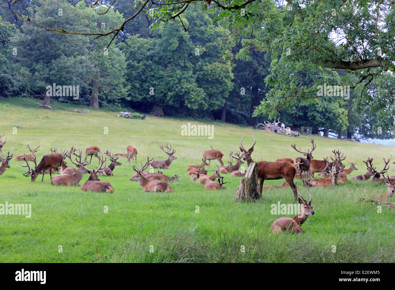 Richmond Park Surrey, England UK. 19th June 2014. A large herd of ...