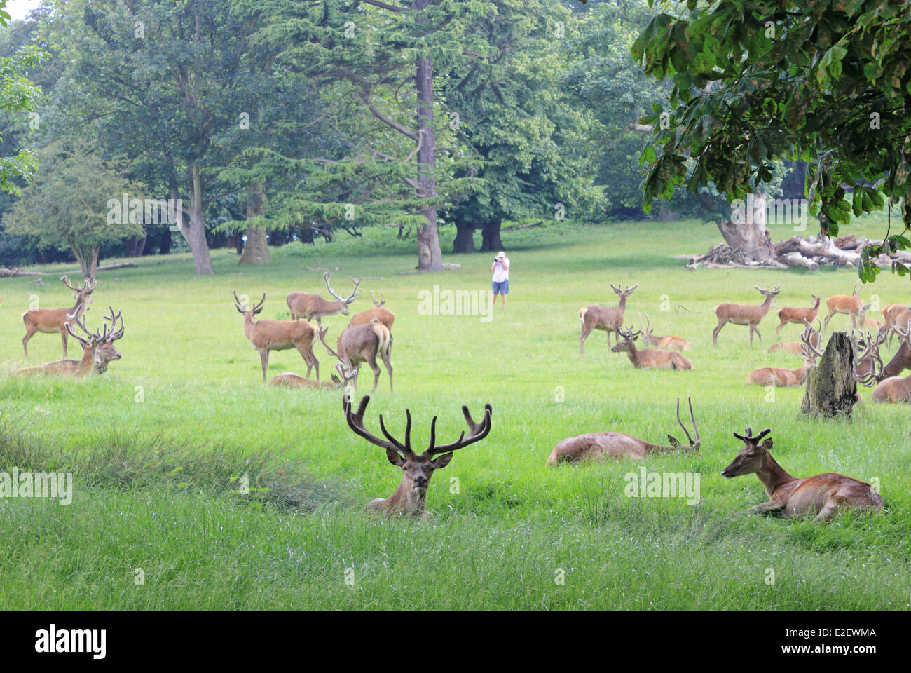 Richmond Park Surrey, England UK. 19th June 2014. A large herd of ...