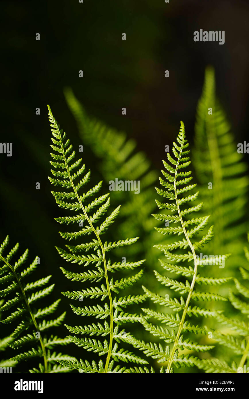 France, Haute Savoie, Chamonix, fern (Pteridium aquilinum), Mont Blanc ...