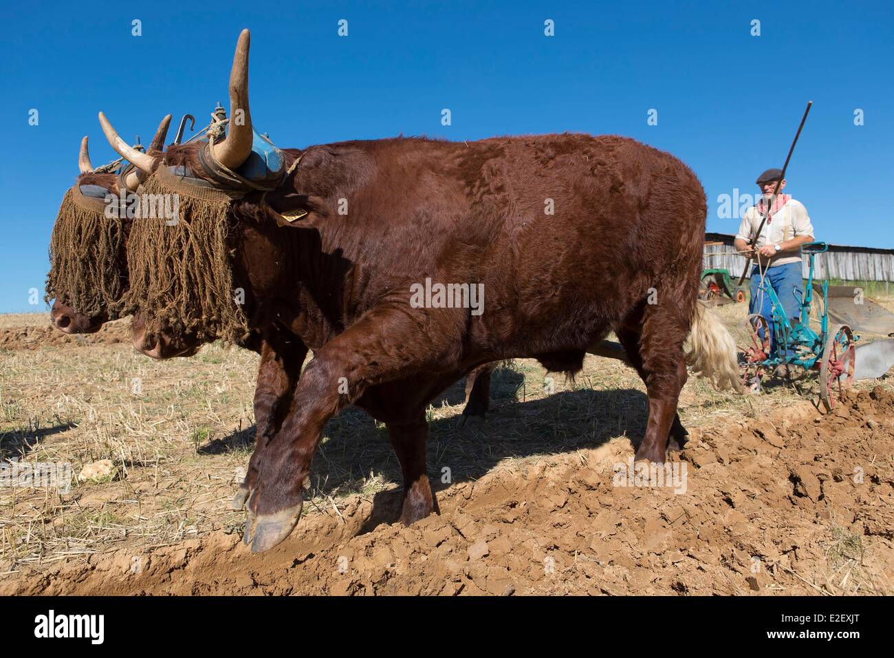 Ploughing with cows hi-res stock photography and images - Alamy