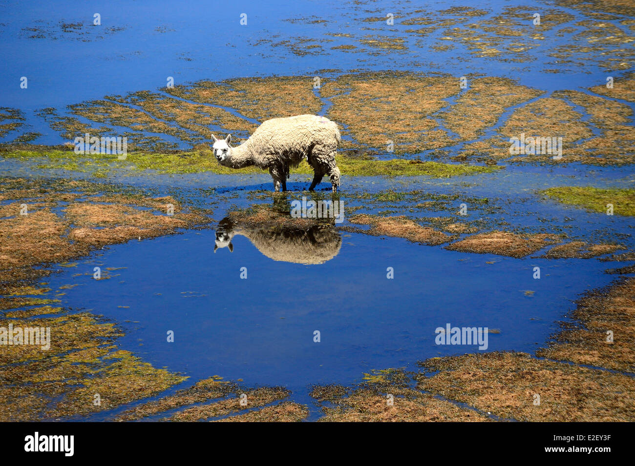 Peru, Arequipa province, Chivay, Mismi volcano (5597 m), lama (alpaca ...