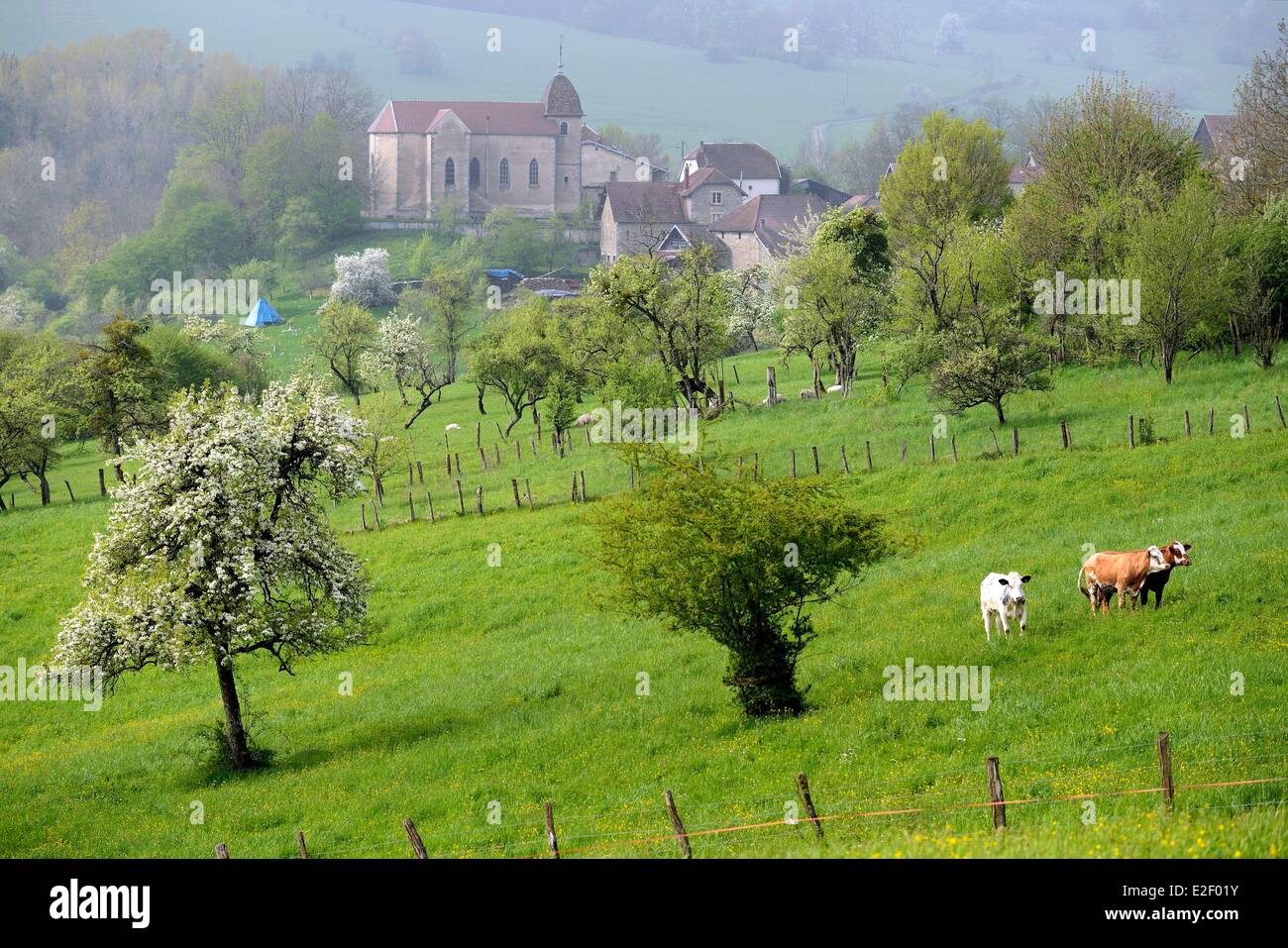 France, Haute Saone, Grammont, village, church rebuilt in the 19th ...