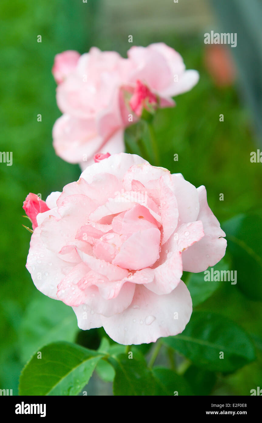 Queen elizabeth rose hi-res stock photography and images - Alamy