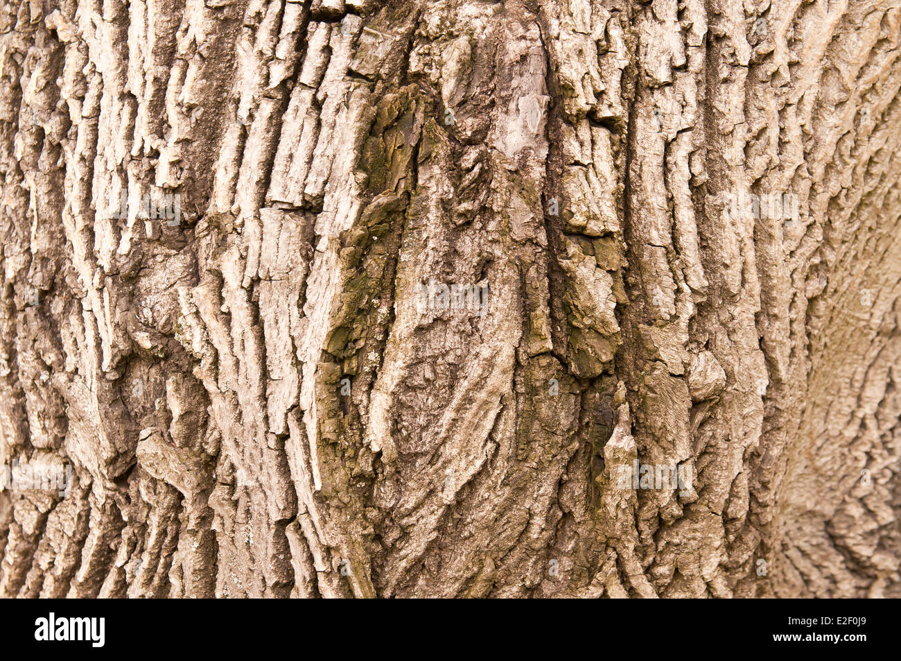Walnut tree bark hi-res stock photography and images - Alamy
