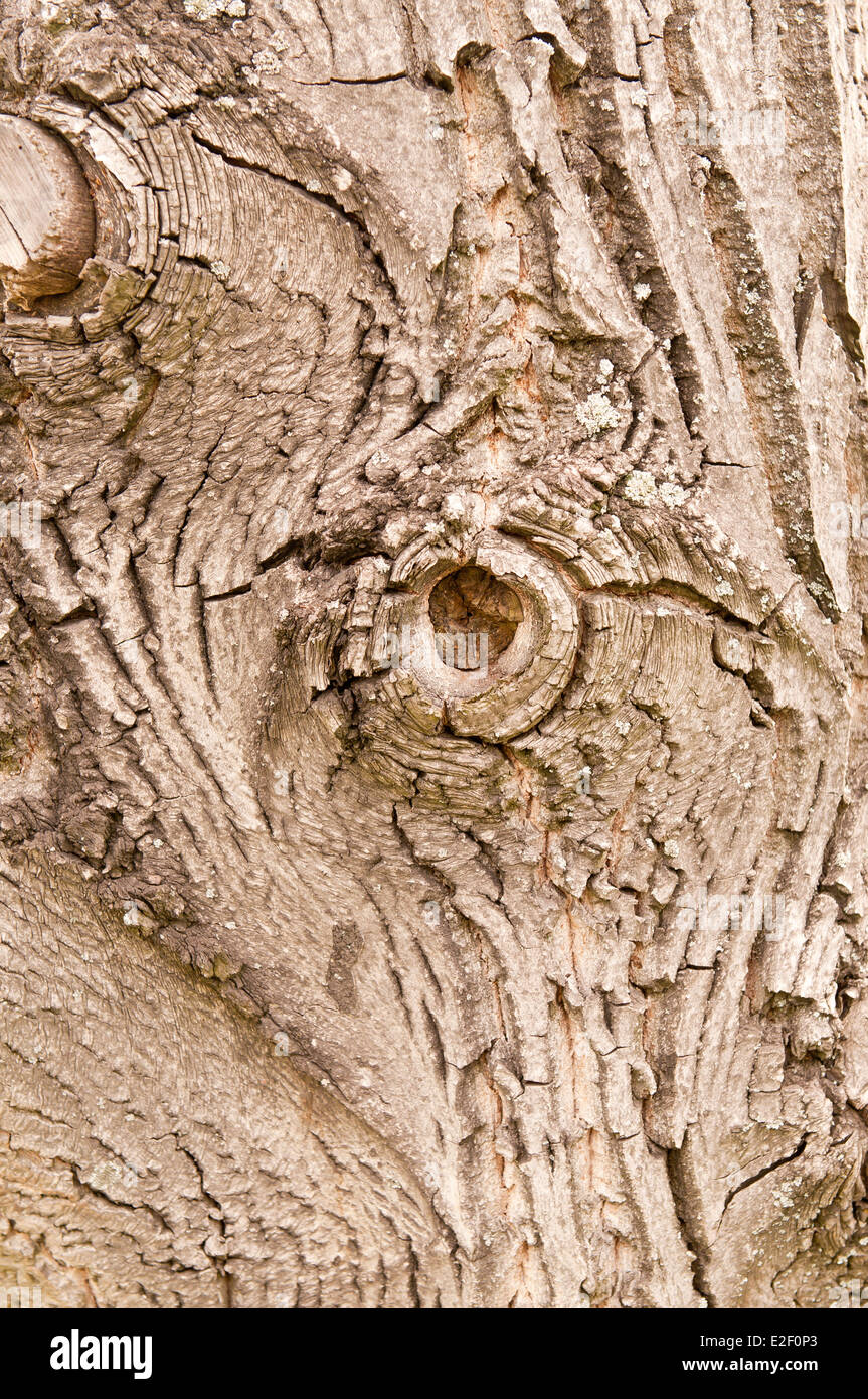 Walnut tree bark hi-res stock photography and images - Alamy