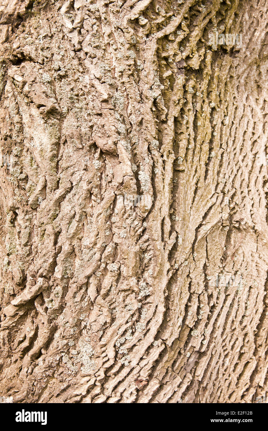 Walnut tree bark pattern hi-res stock photography and images - Alamy