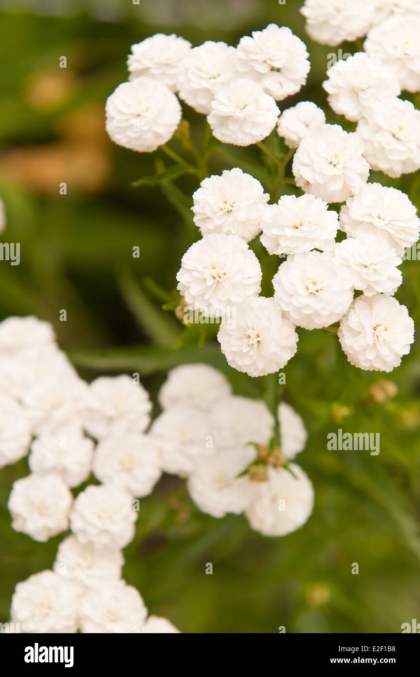 Achillea ptarmica hi-res stock photography and images - Alamy