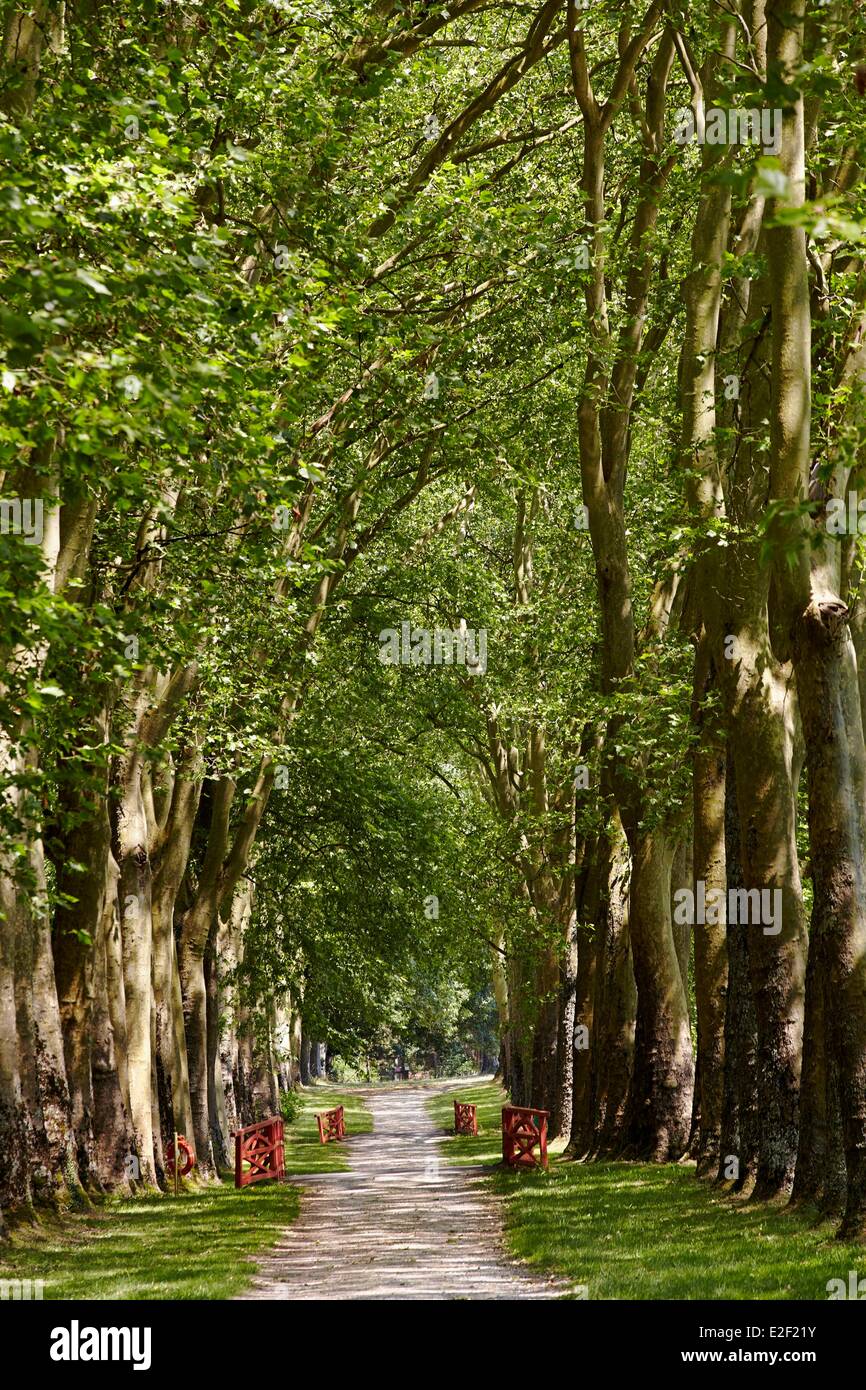 France, Indre et Loire, Richelieu, castle park, plane trees alley Stock ...
