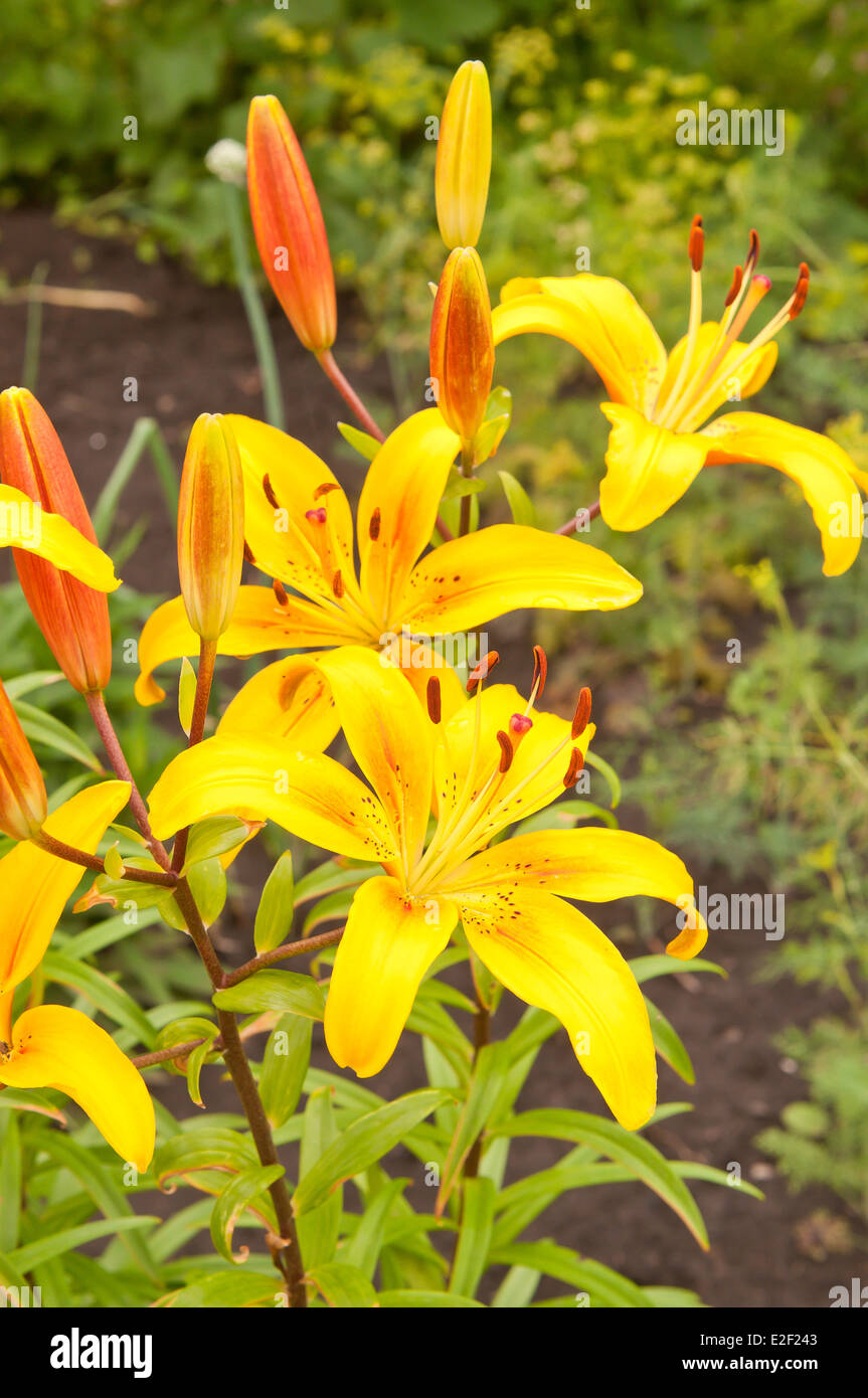 Lilium lancifolium flower close up background Stock Photo - Alamy