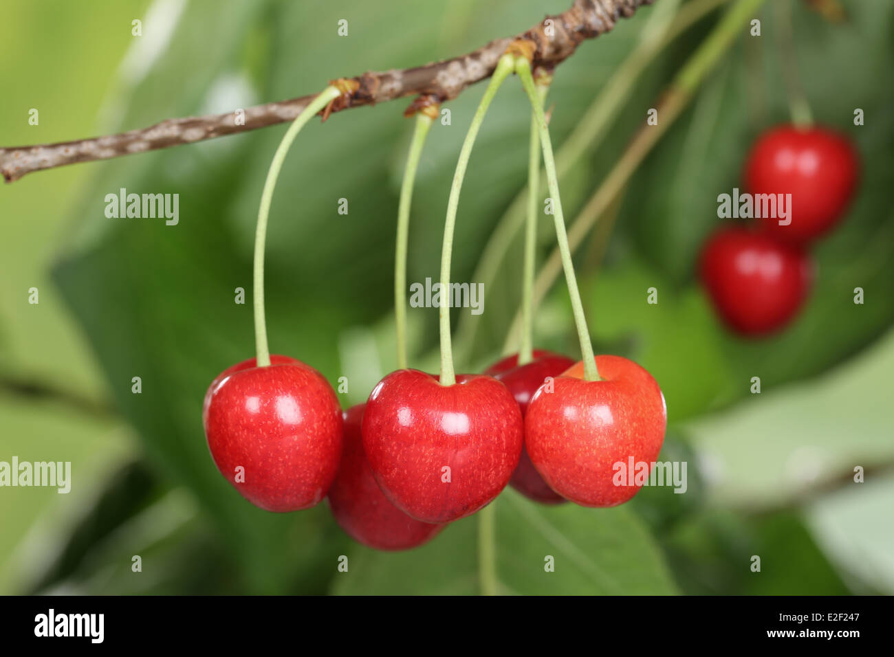 Cherries hanging on cherry tree hi-res stock photography and images - Alamy