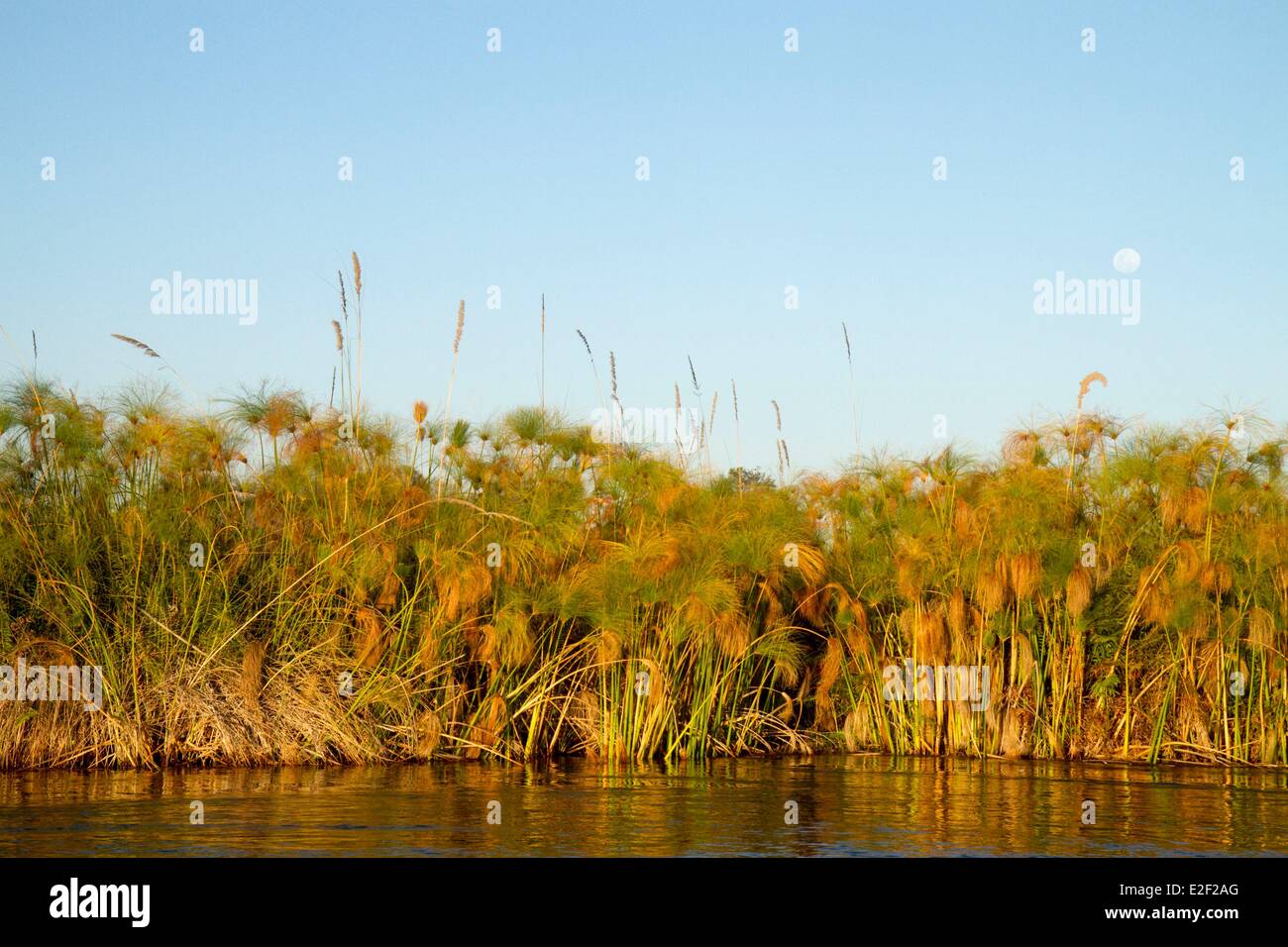Moremi nature reserve hi-res stock photography and images - Alamy