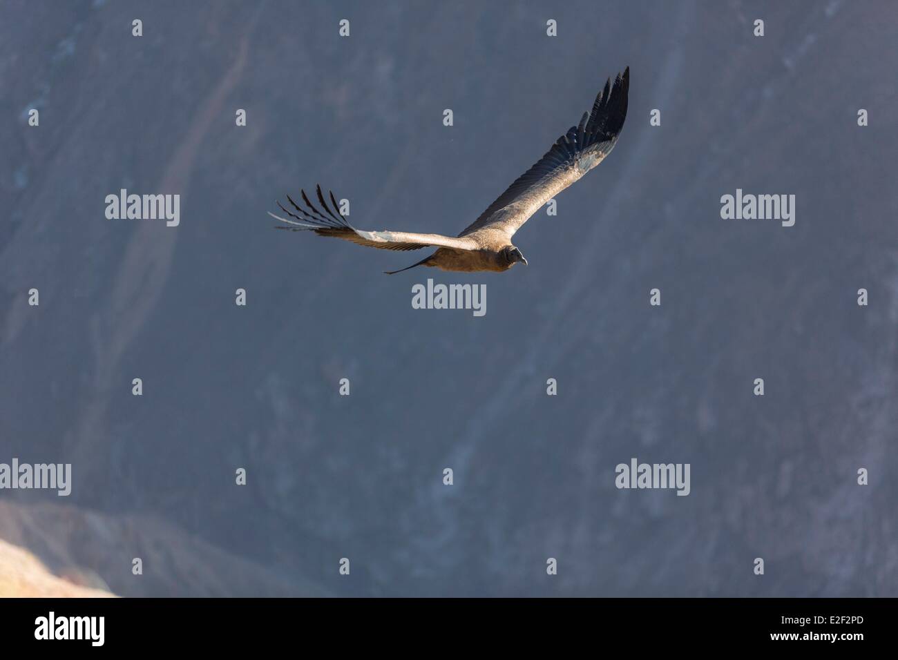 Peru, Arequipa Department, Colca Canyon, the Condor's Cross (Cruz del ...