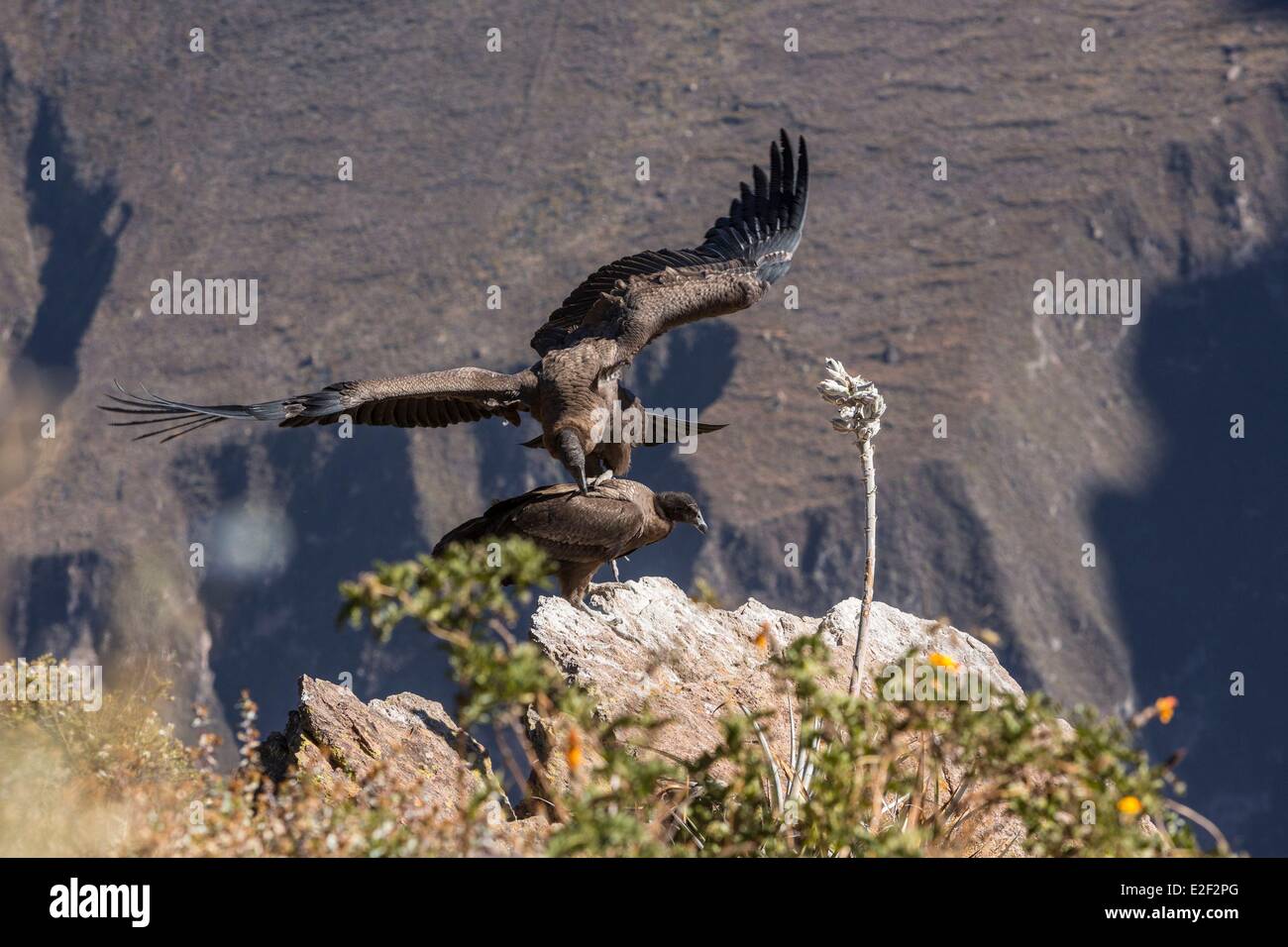 Peru, Arequipa Department, Colca Canyon, the Condor's Cross (Cruz del ...