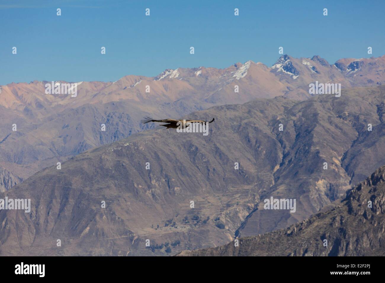 Peru, Arequipa Department, Colca Canyon, the Condor's Cross (Cruz del ...