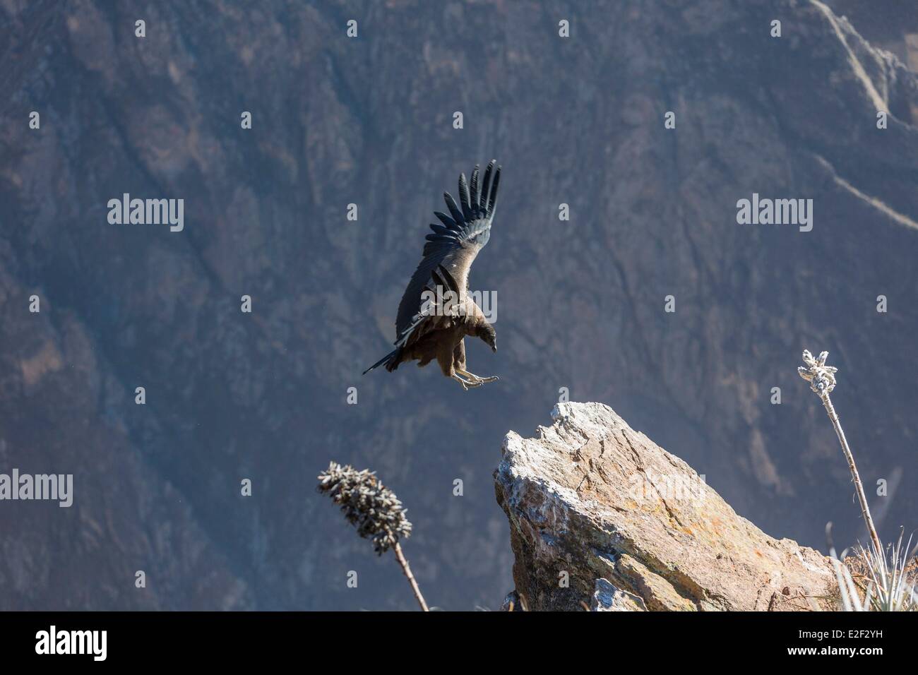 Peru, Arequipa Department, Colca Canyon, the Condor's Cross (Cruz del ...