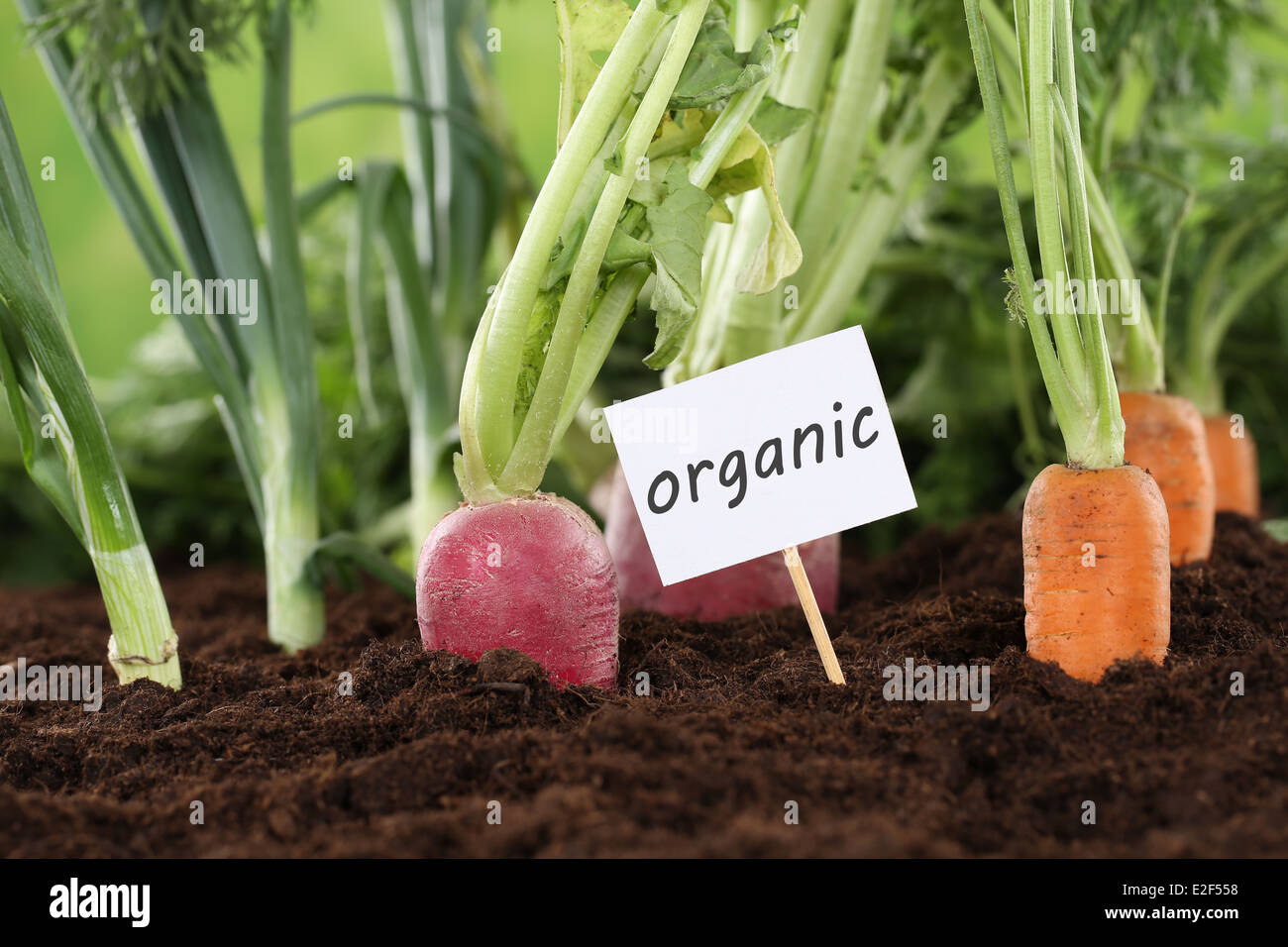 Healthy eating organic vegetables in a vegetarian garden in nature ...