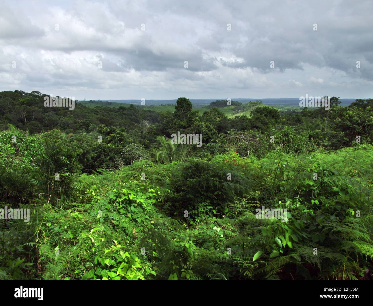 Jungle scenery hi-res stock photography and images - Alamy