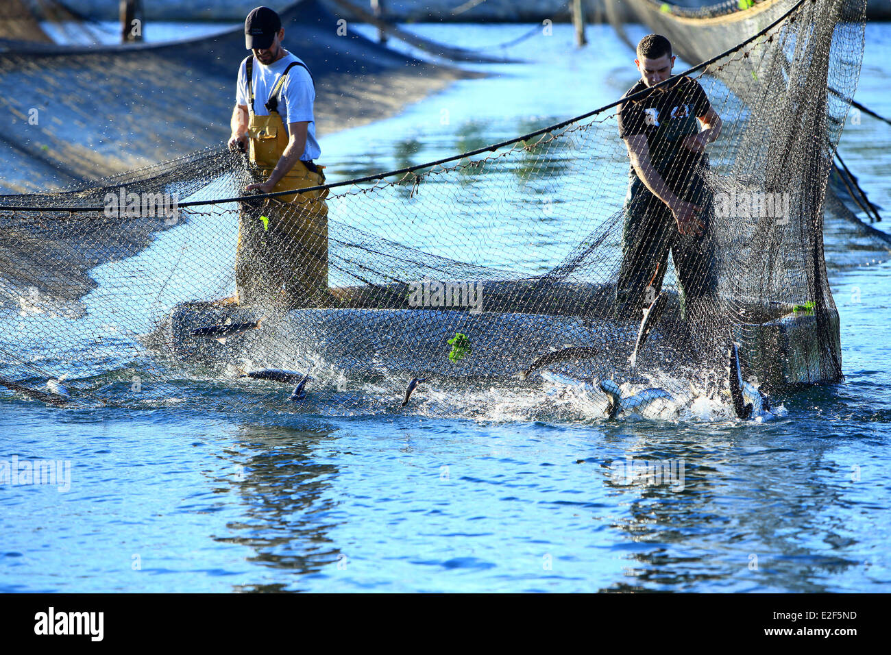 Mullet roe hi-res stock photography and images - Alamy