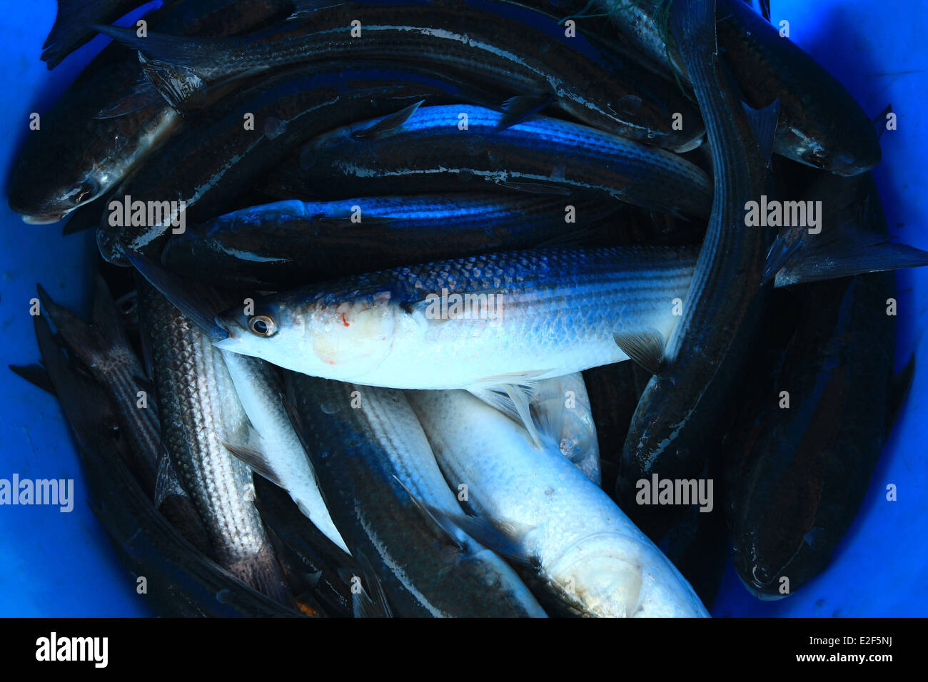 Channel mullet hi-res stock photography and images - Alamy