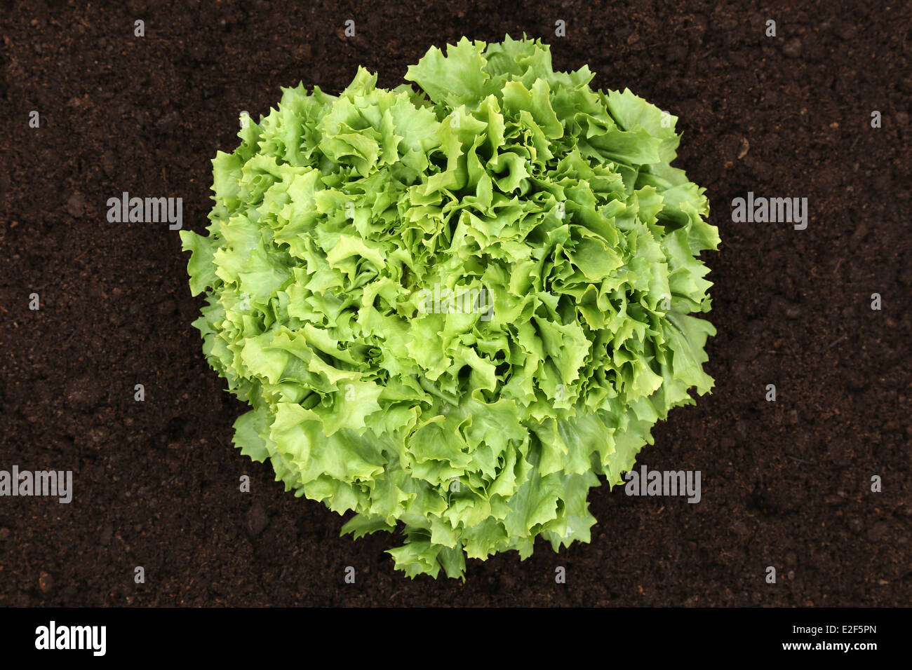 Lettuce on vegetable field in nature from above Stock Photo - Alamy