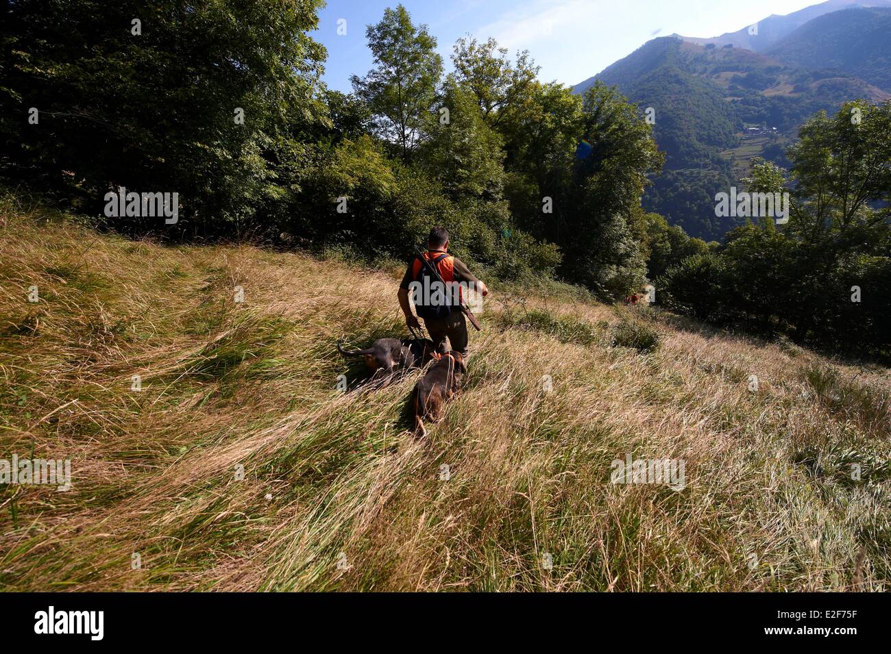 France, Haute Garonne (31), Central Pyrenees, Cazaux Layrisse, Boar ...