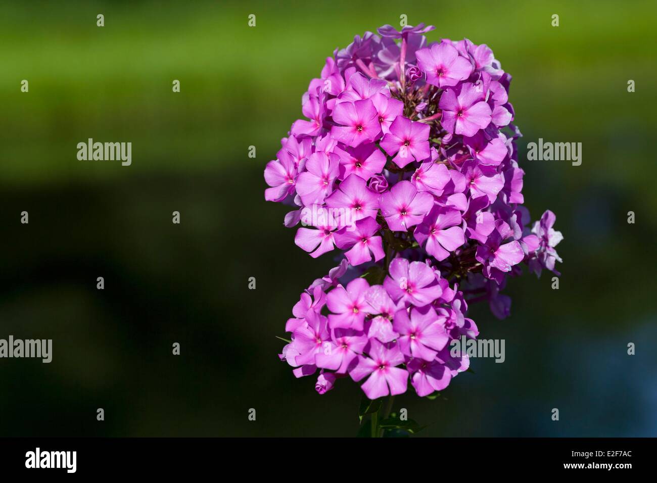 Stanbridge east hi-res stock photography and images - Alamy