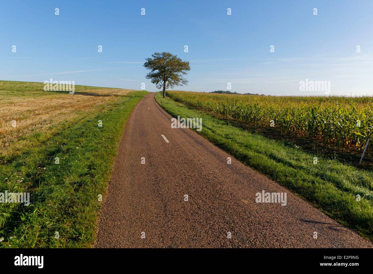 France, Cote d'Or, country road, tree and cornfield Stock Photo - Alamy