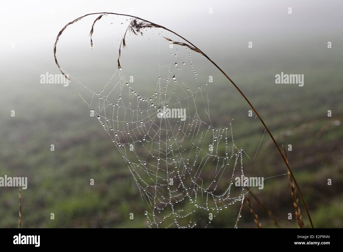 France, Cote d'Or, dewy spider's web Stock Photo - Alamy