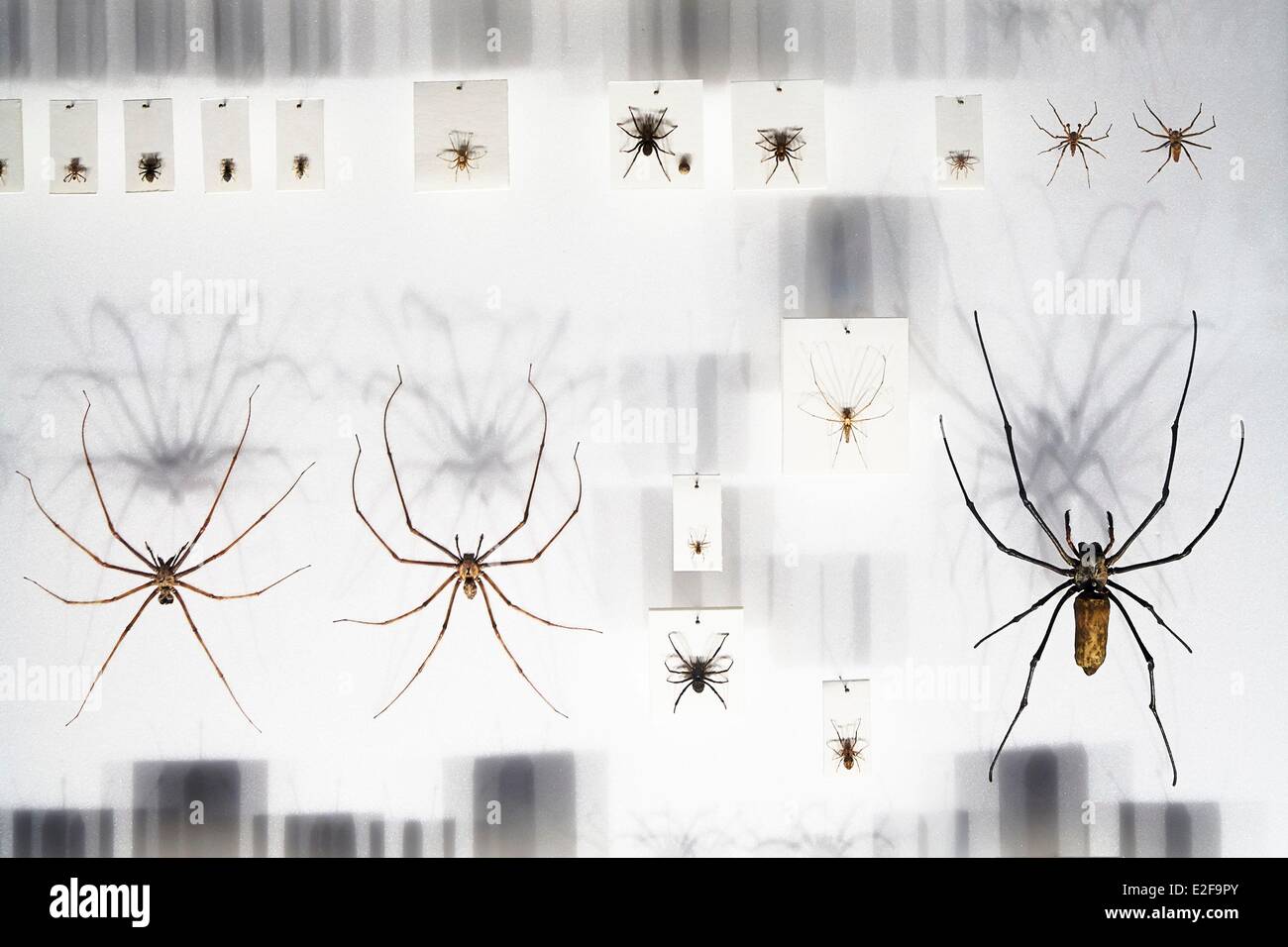 France, Haute Garonne, Toulouse, Natural History Museum, Spider ...