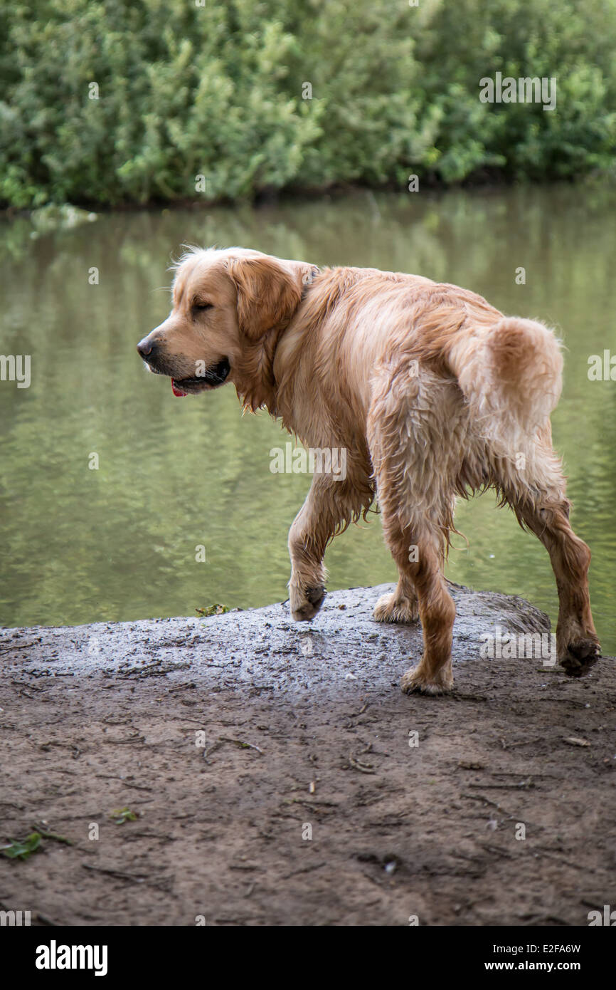 golden Labrador in a water Stock Photo - Alamy
