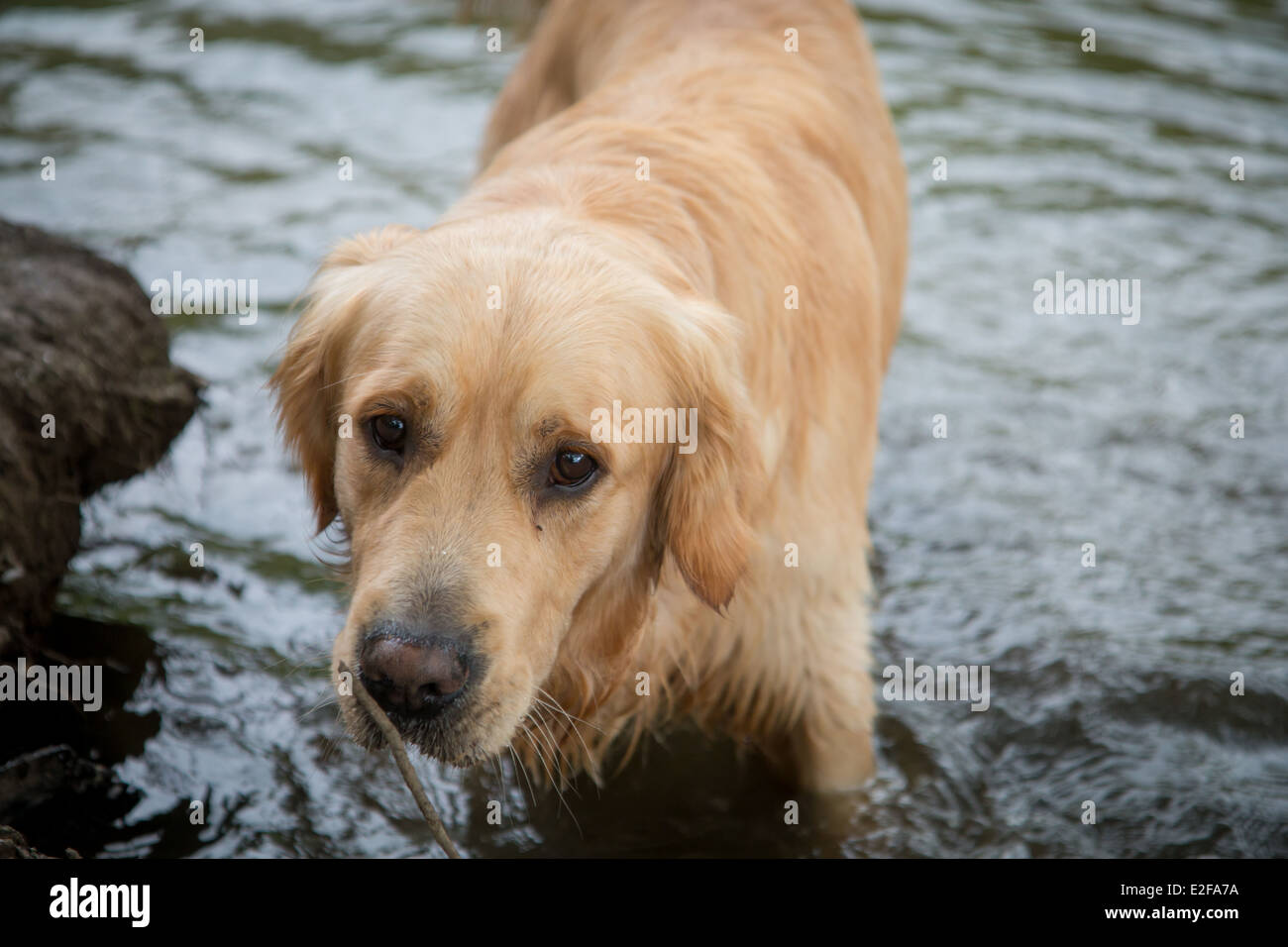Labrador dog hi-res stock photography and images - Alamy